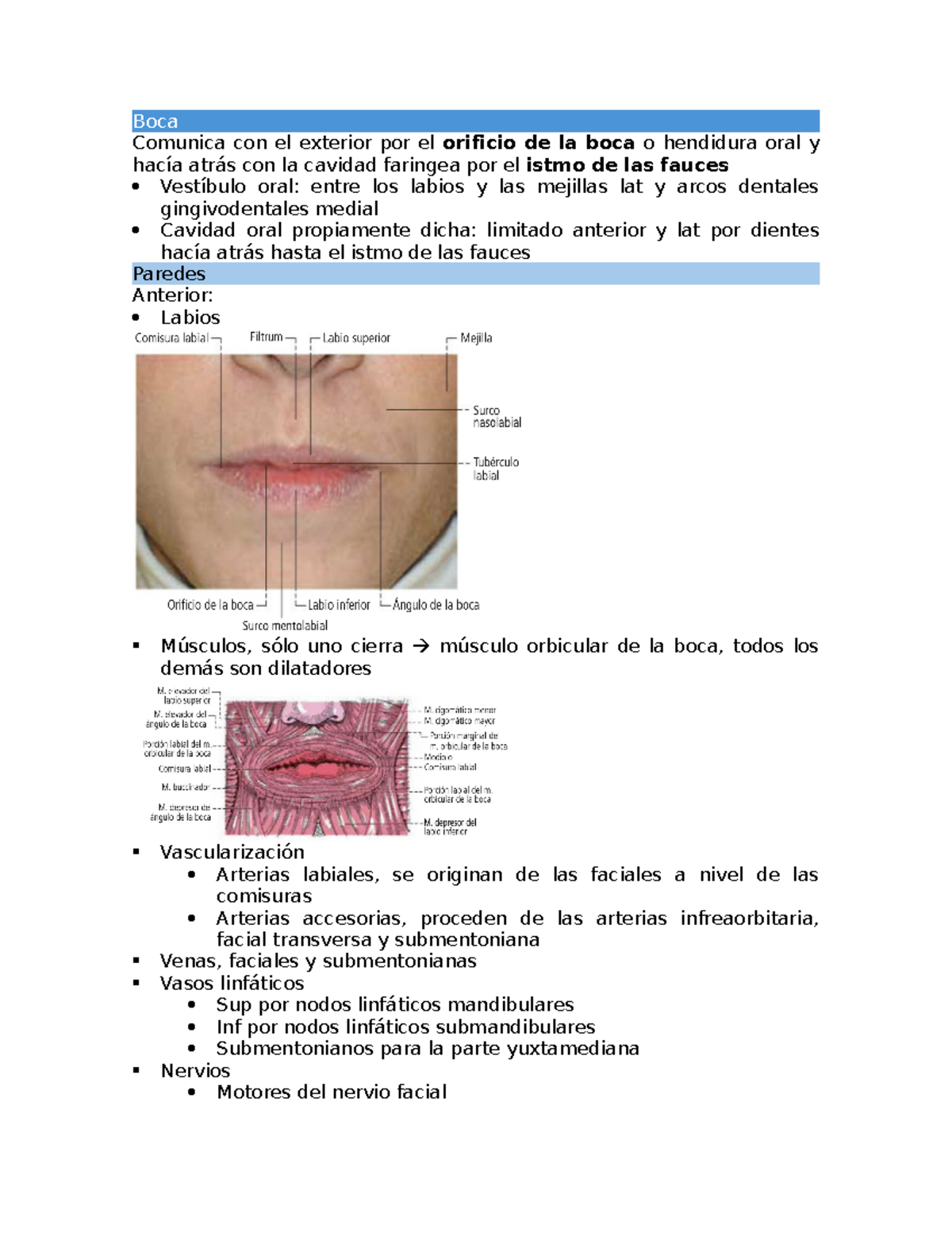 Boca - anatomía de boca - Boca Comunica con el exterior por el orificio ...