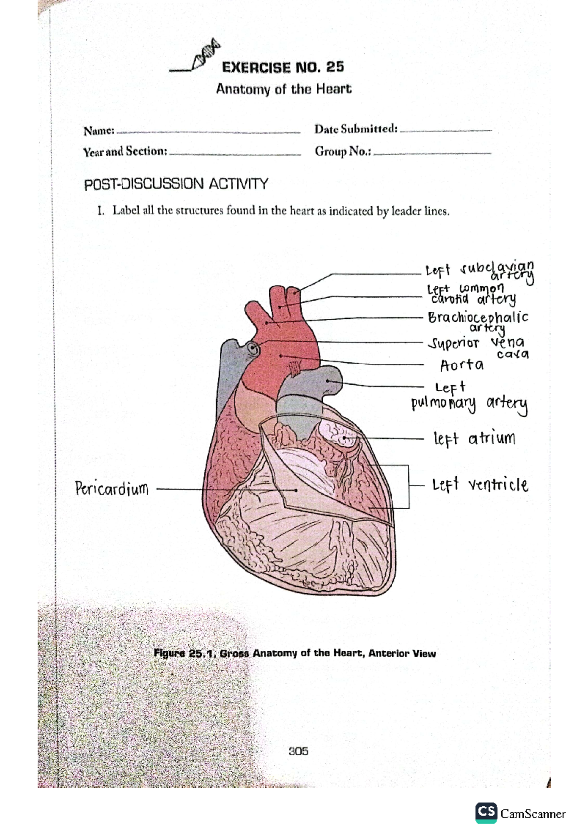 Exercise NO.25 (LAB Manual) - DATA EXERCISE NO. 25 Anatomy of the Heart ...