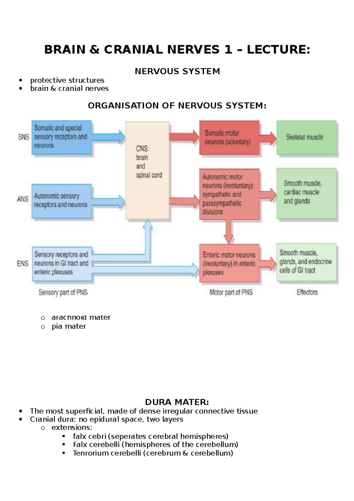 Brain - lecture - BRAIN & CRANIAL NERVES 1 – LECTURE: NERVOUS SYSTEM ...