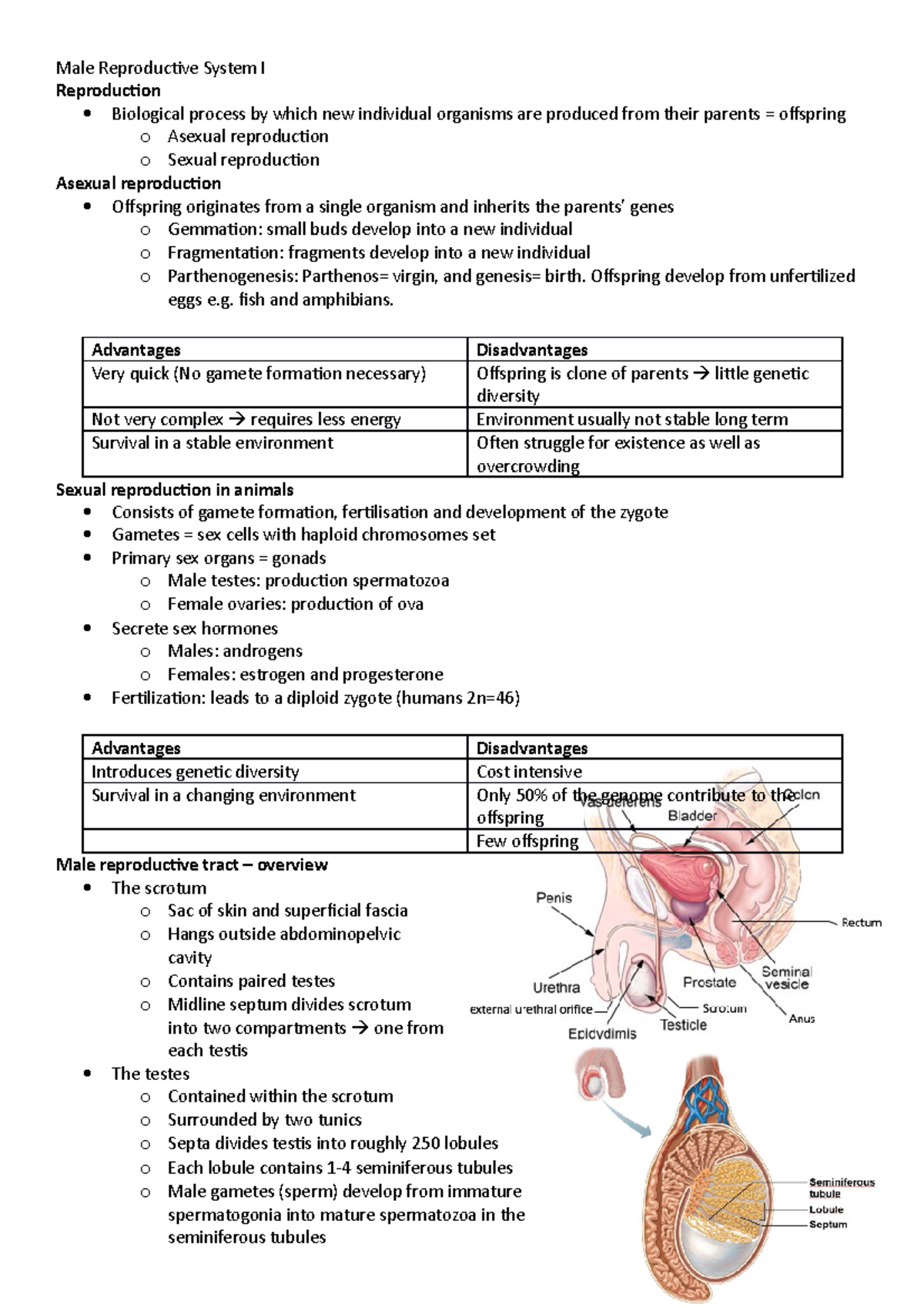Male Reproductive System - Offspring develop from unfertilized eggs e ...