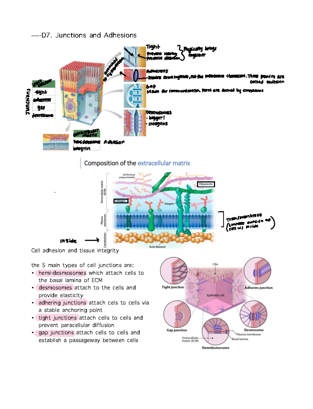Sept 14th prep- cells - Professor: Amanda Haage - 4 -D7. Junctions and ...