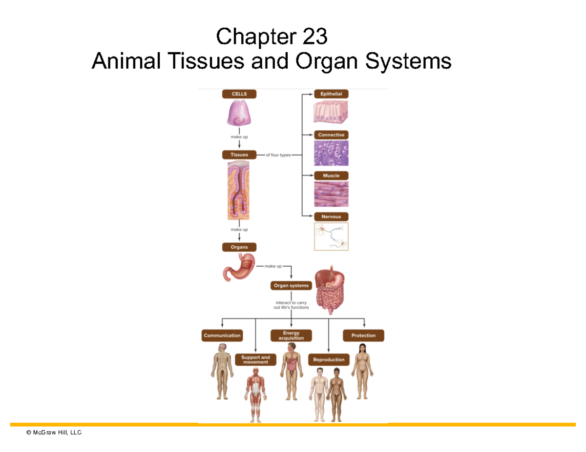 Ch23 lecture Animal tissues and organ systems- Fa22 - Chapter 23 Animal ...