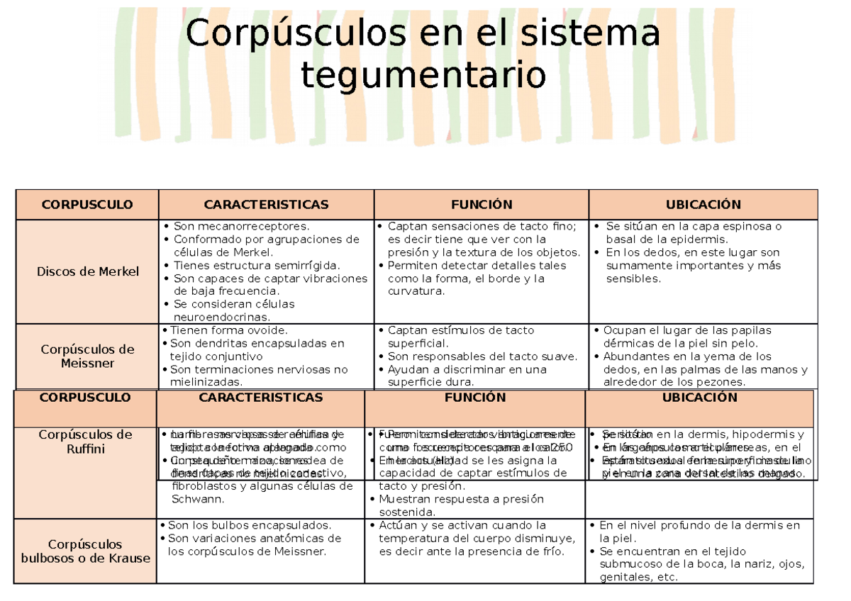 Corpusculos EN EL Sistema Tegumentario - Corpúsculos en el sistema ...