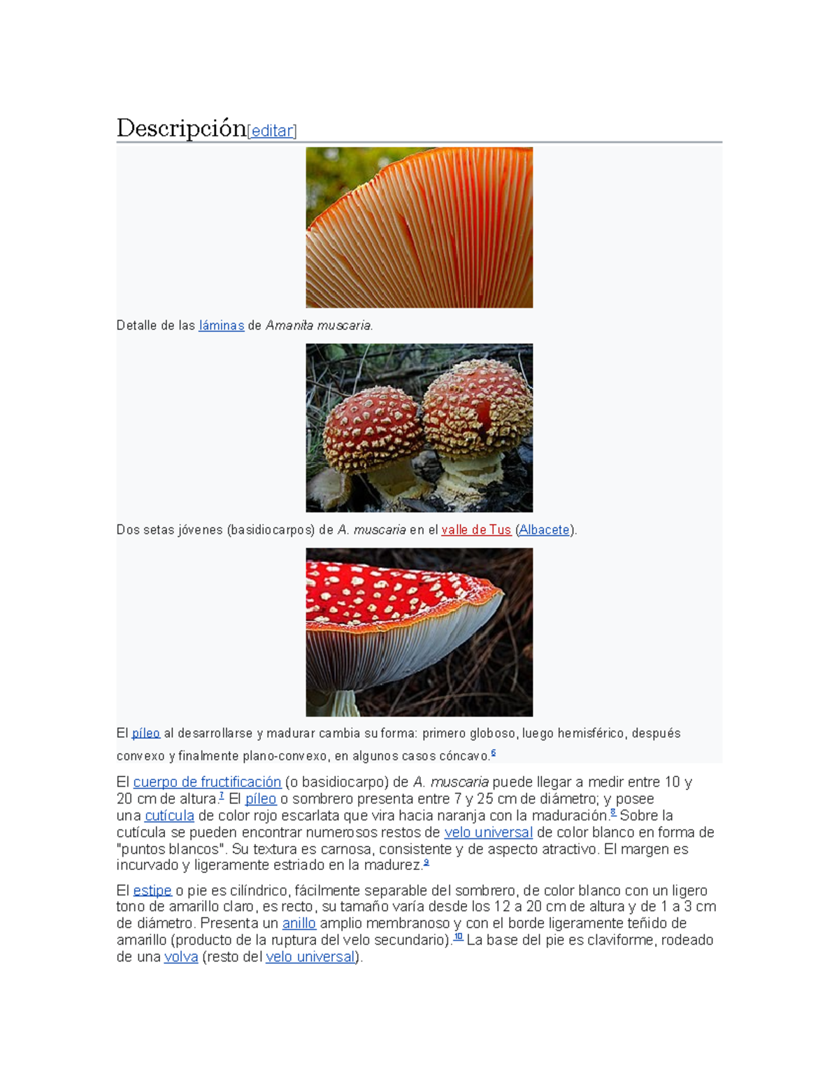 Hongos mata moscas - Descripción[editar] Detalle de las láminas de ...