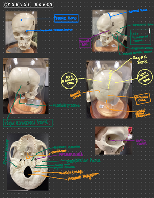 A&P Pre-Lab Quiz- Exercise 9 Answer Key - A&P Pre-Lab Quiz- Exercise 9 ...