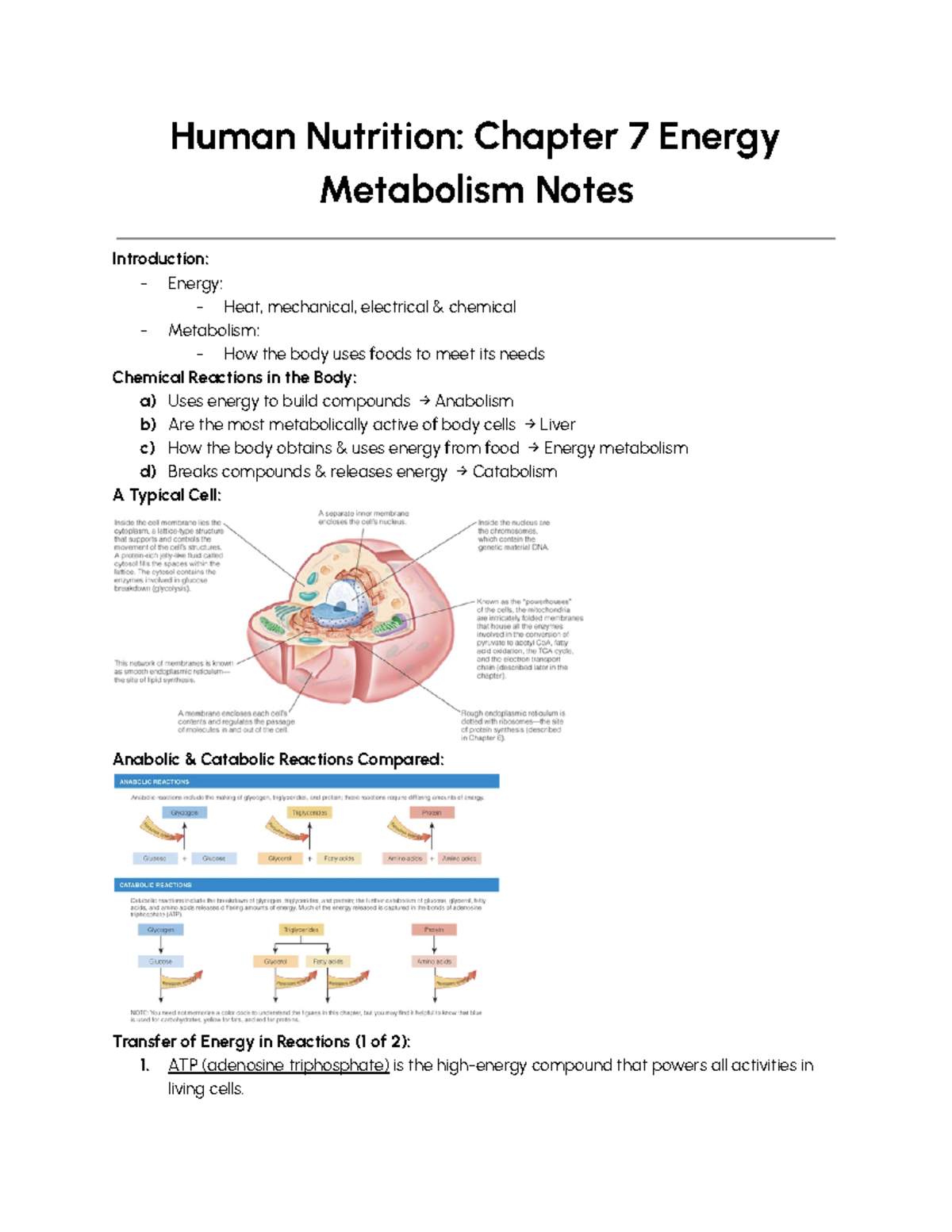 Human Nutrition Chapter 7 Energy Metabolism Notes - Human Nutrition ...