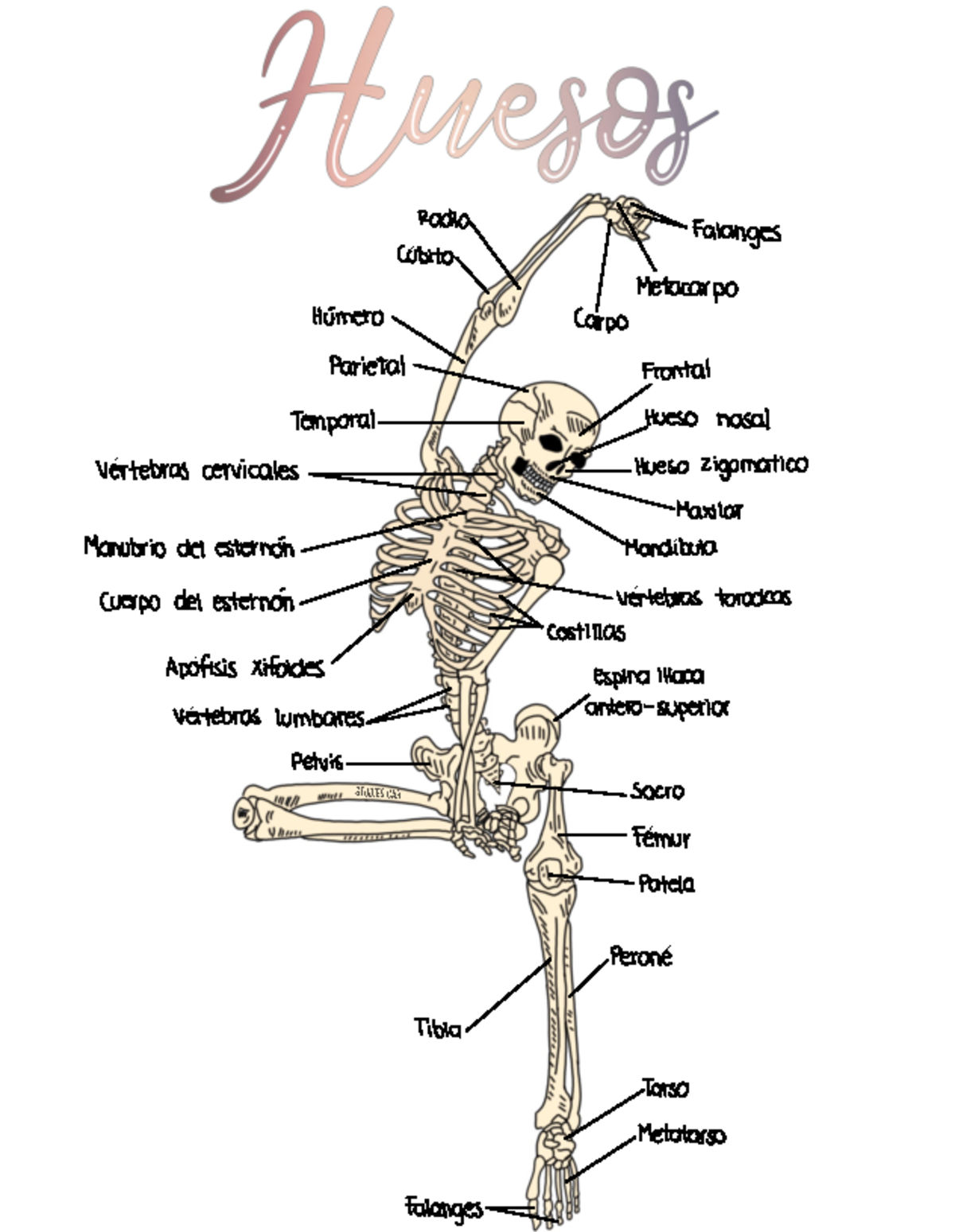 Huesos 🦴 - Un mejor estudio y práctica en anatomia - Radio cúbito ...