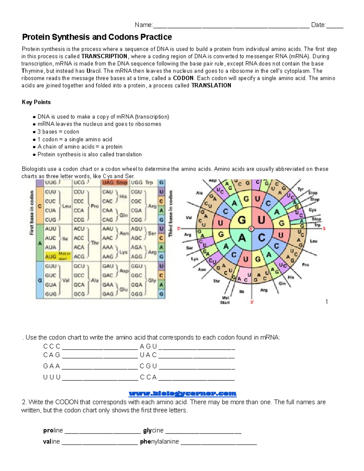 Protein Synthesis and Codons Practice - Name