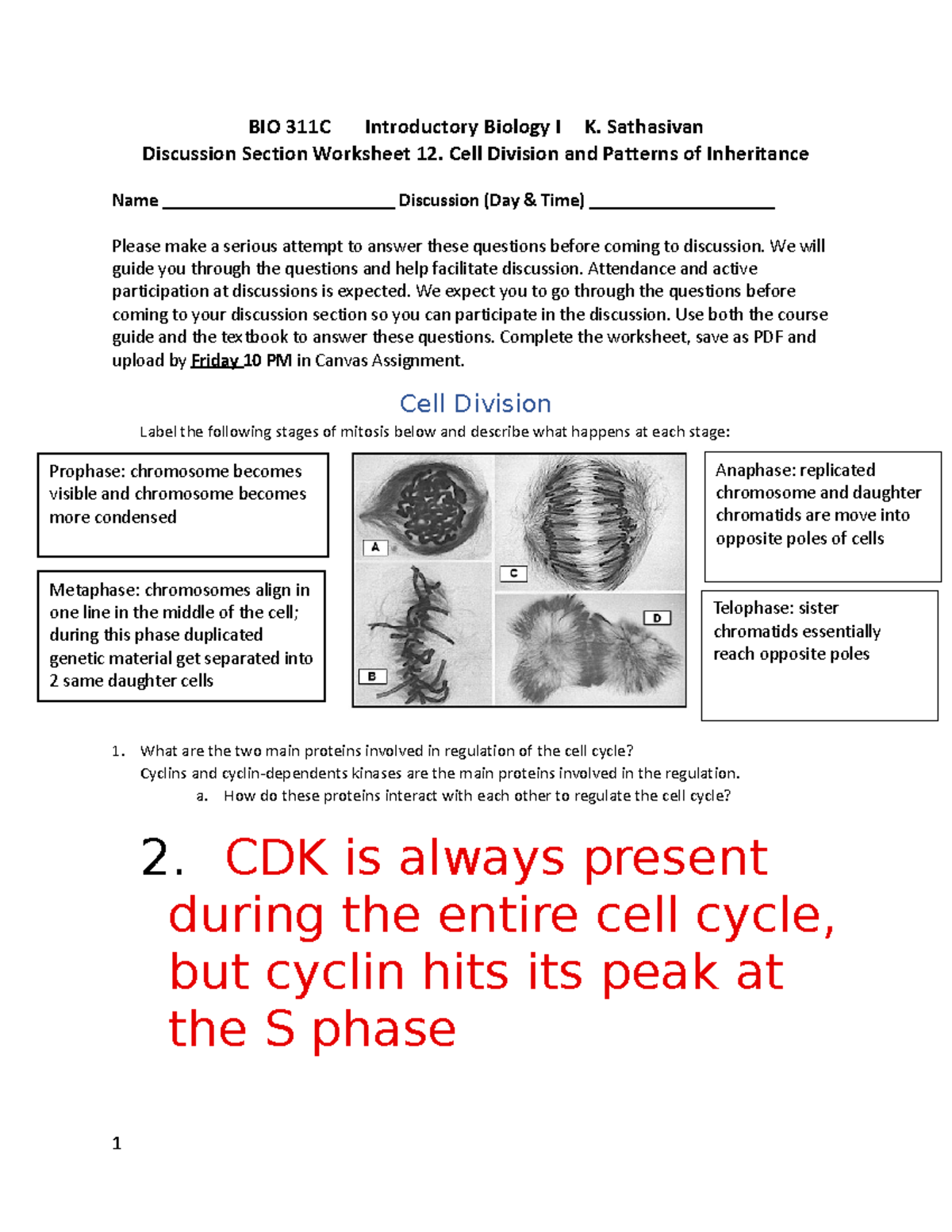 DSW 12. Cell Division and Genetics Fall 2023 - BIO 311C Introductory ...