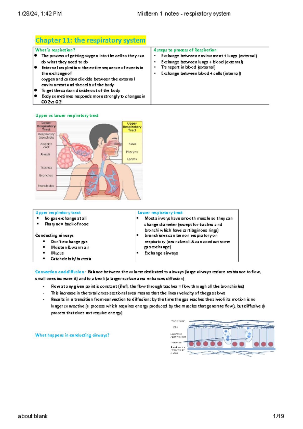 Midterm 1 notes - respiratory system - Chapter 11: the respiratory ...