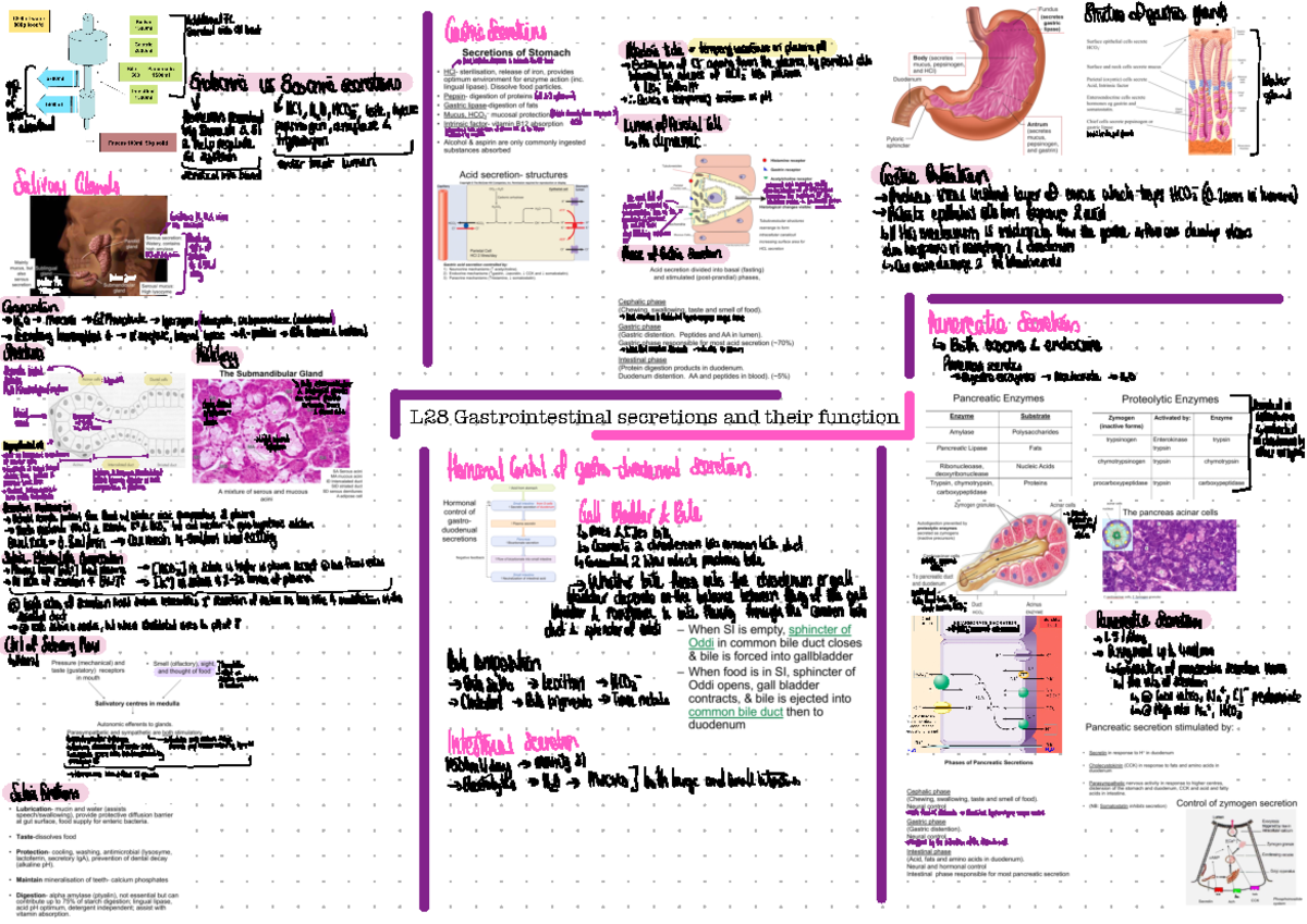 L28 Gastrointestinal secretions and their function - 7.Y.E.tro ...