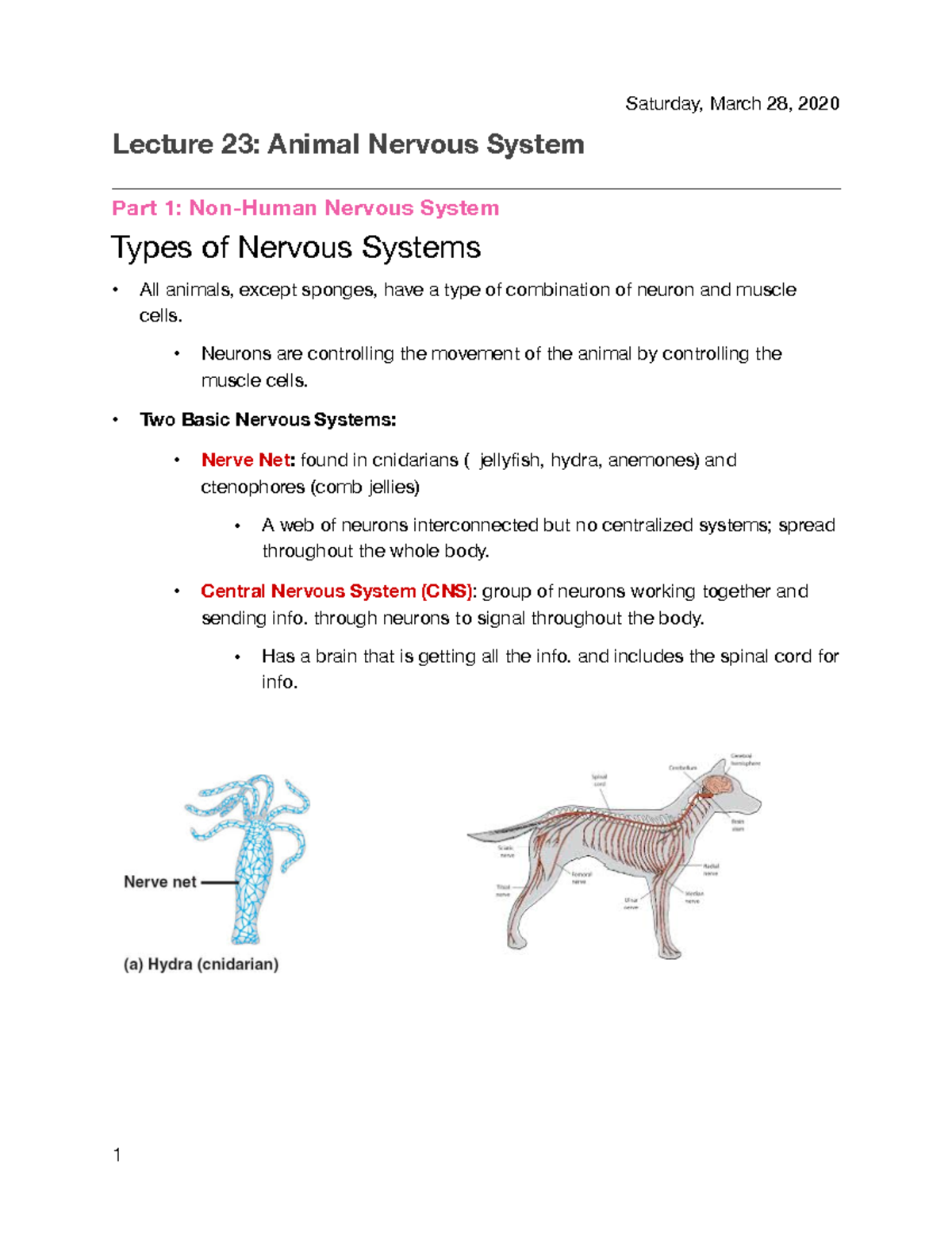 Animal Nervous Tissue
