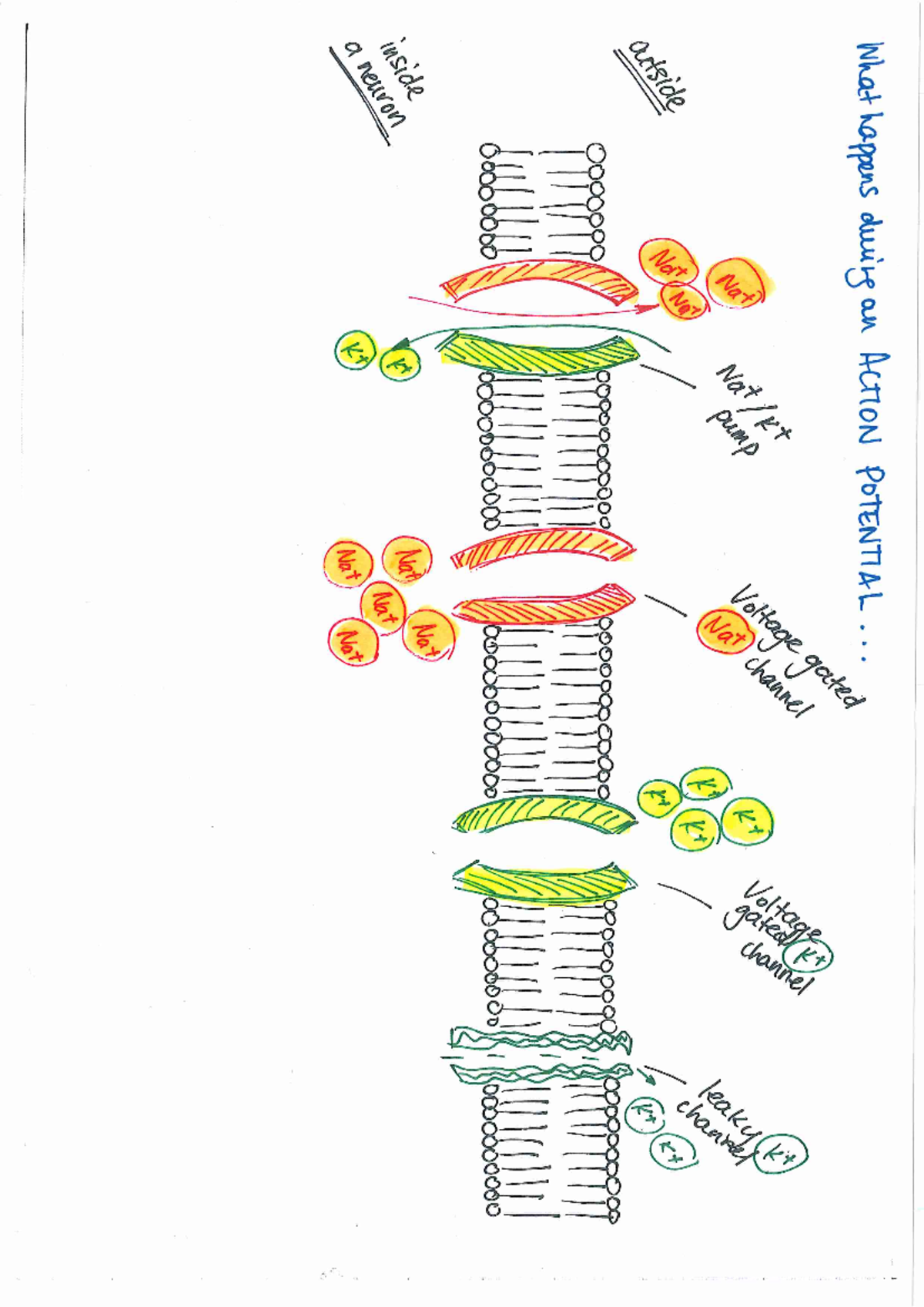 Action Potential - Illustration - ANAT 0001 - Studocu