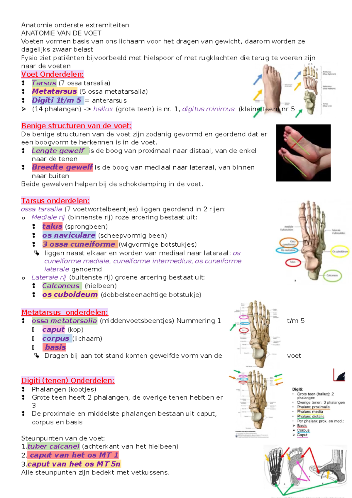 Anatomie onderste extremiteiten - Anatomie onderste extremiteiten ...