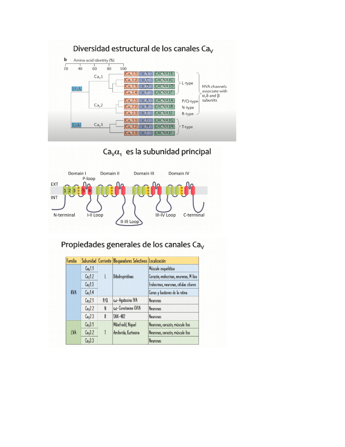 Guía neurociencias - Es casi lo mismo de lo de arriba línea basal es el ...