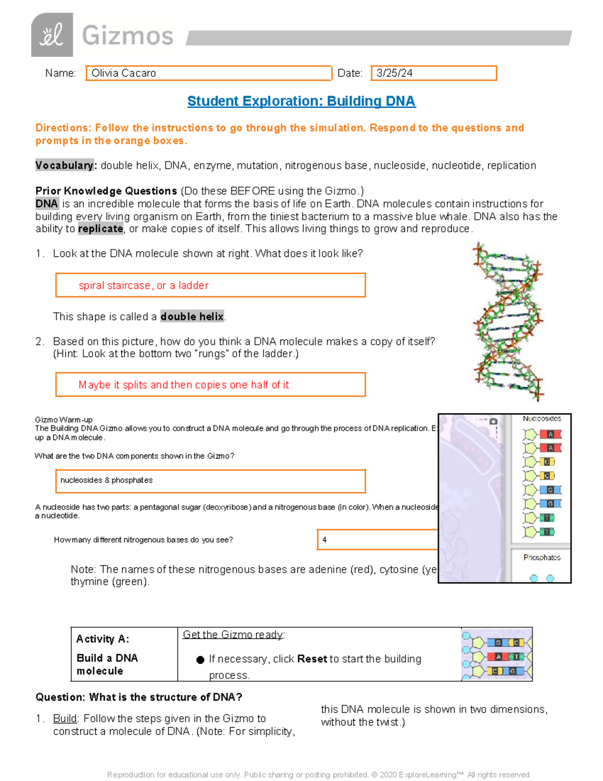 Building DNA gizmo - Name: Olivia Cacaro Date: 3/25/ Student ...