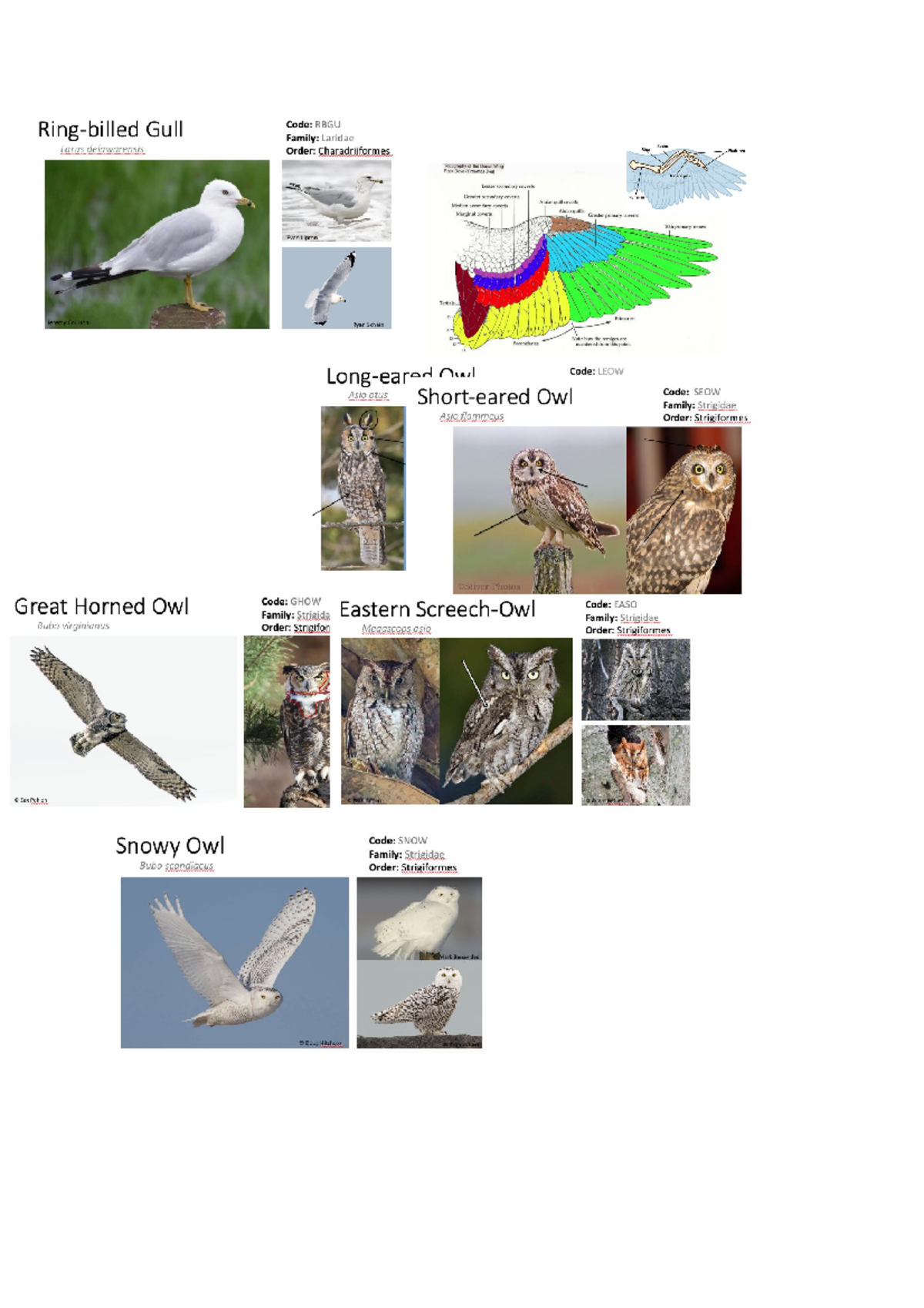 Lab 1 - Raptors and gamebird - Biology 3446B - Studocu