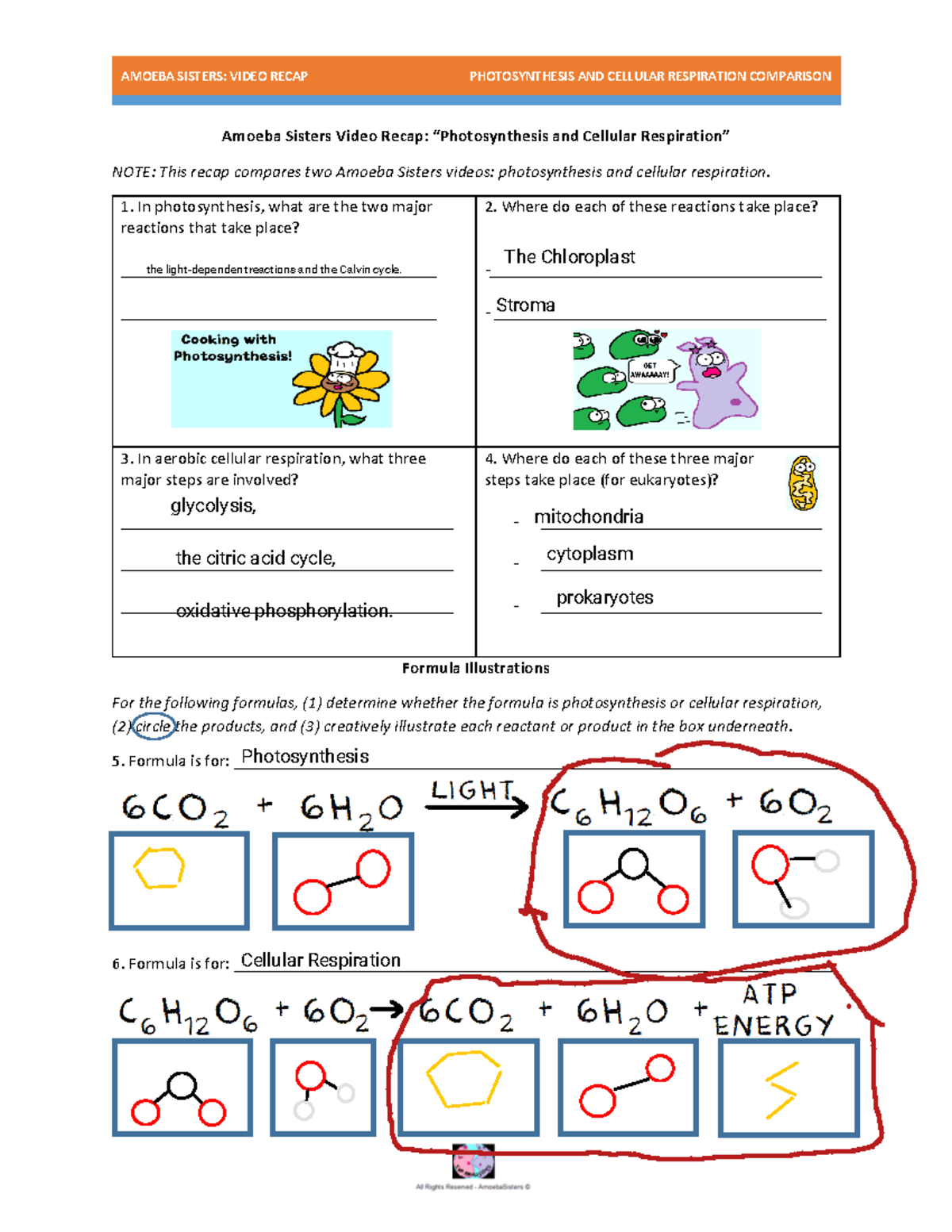 Video Recap Comparing Photosynthesis And Cellular Respiration By Amoeba