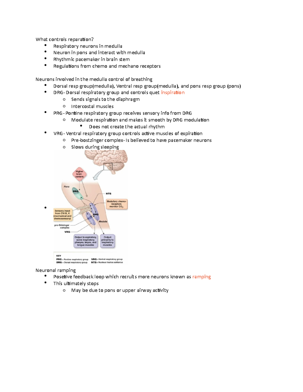 Resp 2 module 6 - What controls reparation? Respiratory neurons in ...