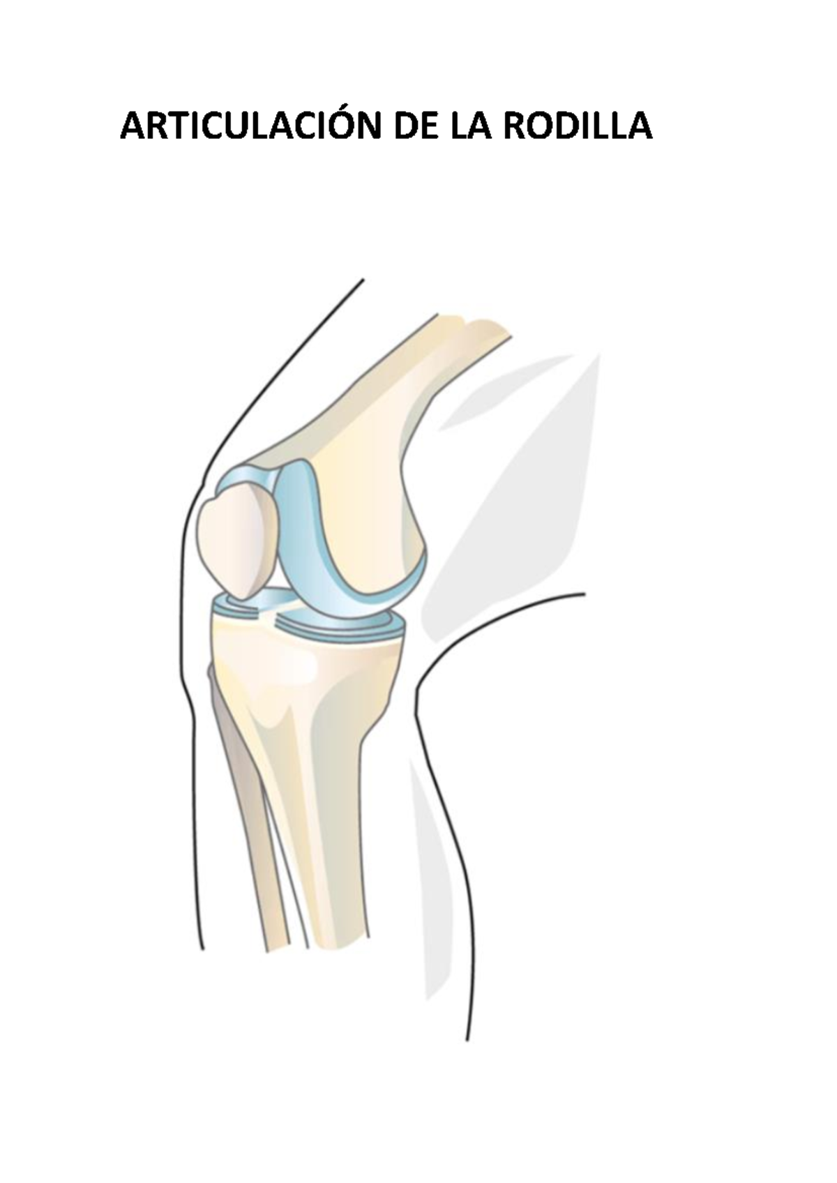 Articulacion de la rodilla - Realiza los movimientos de rotación ...