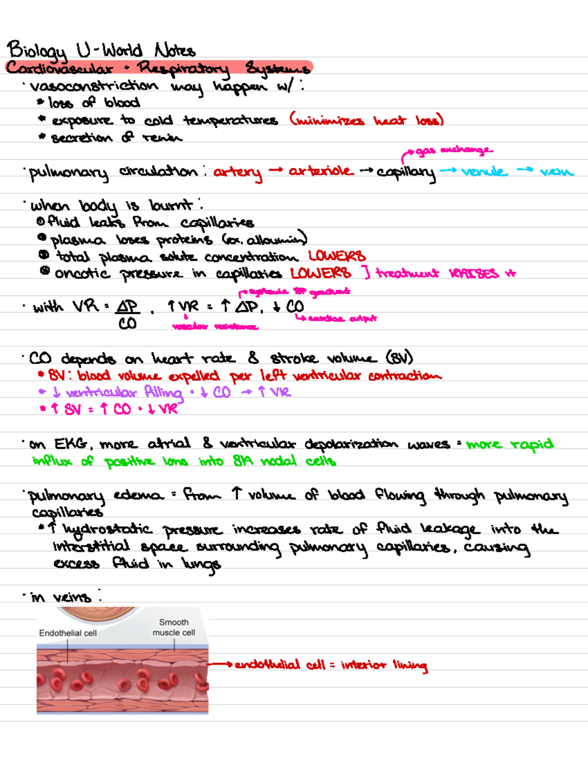 MCAT bio review - cardiovascular & respiratory system notes - Biology U ...