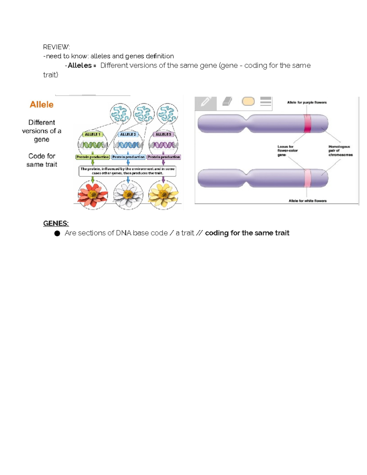 Third Lecture Notes - REVIEW: -need to know: alleles and genes ...