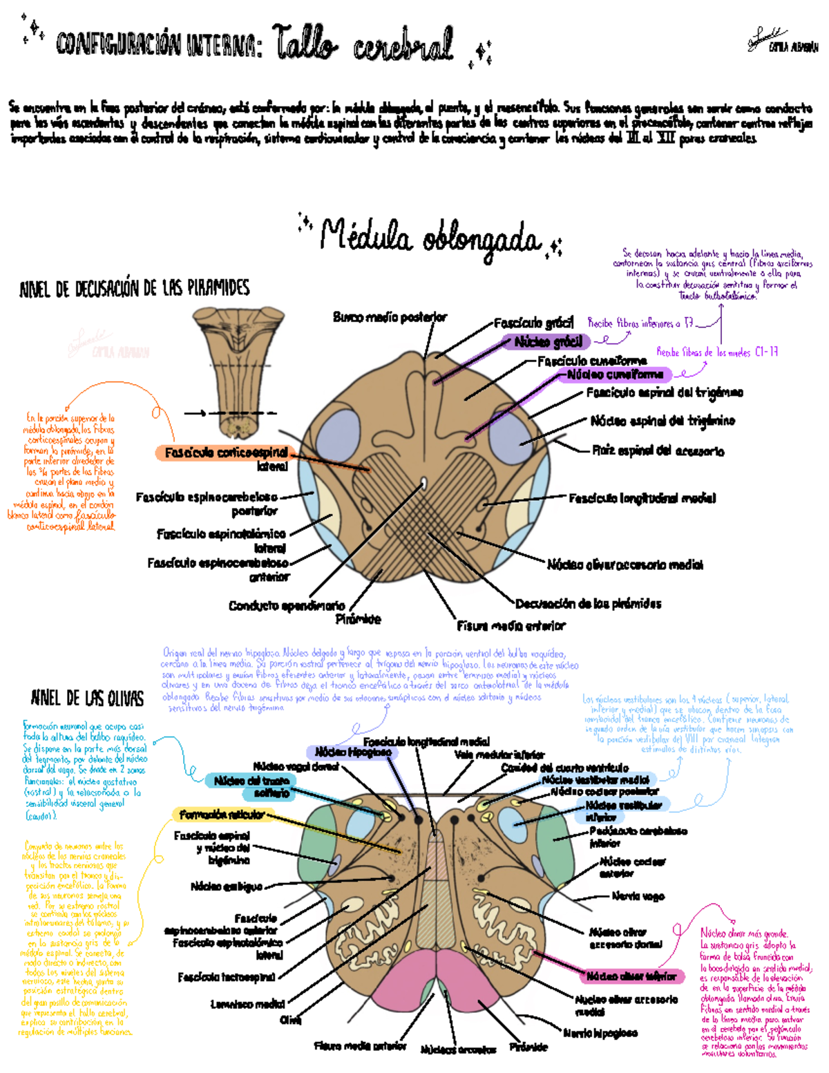 Tallo Cerebral Configuración Interna - e . CONFIGURACION INTRINA:Tallacal . LICA ALBARRAN Se ...