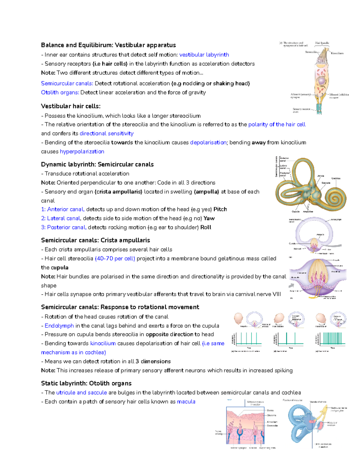 Week 7 Vestibular System - Balance and Equilibirum: Vestibular ...