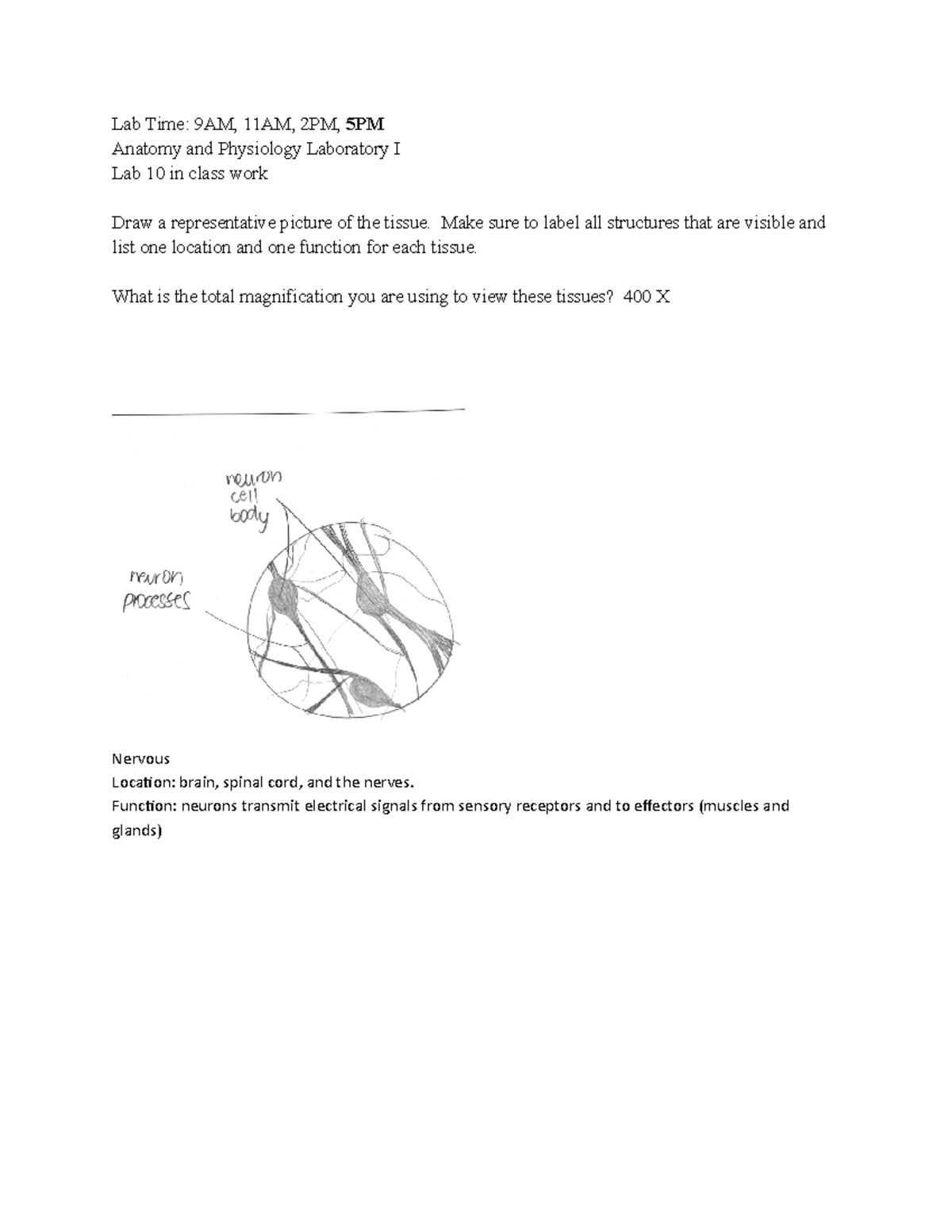 A&P I lab central nervous system - Lab Time: 9AM, 11AM, 2PM, 5PM ...