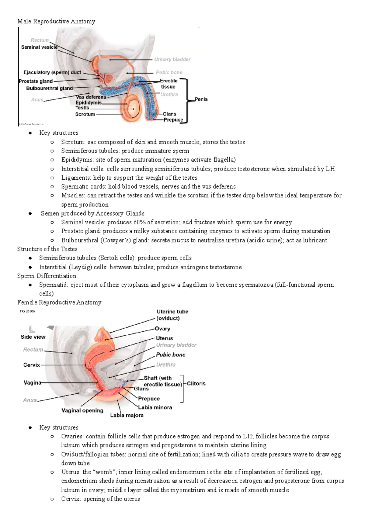 Reproductive System - Lecture notes All - Male Reproductive Anatomy Key ...