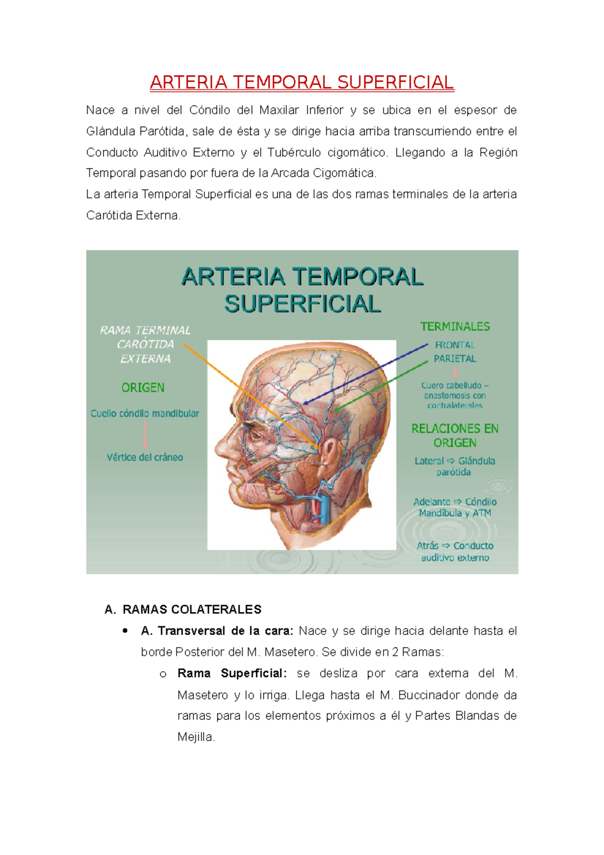 Arteria Temporal Superficial - ARTERIA TEMPORAL SUPERFICIAL Nace a ...