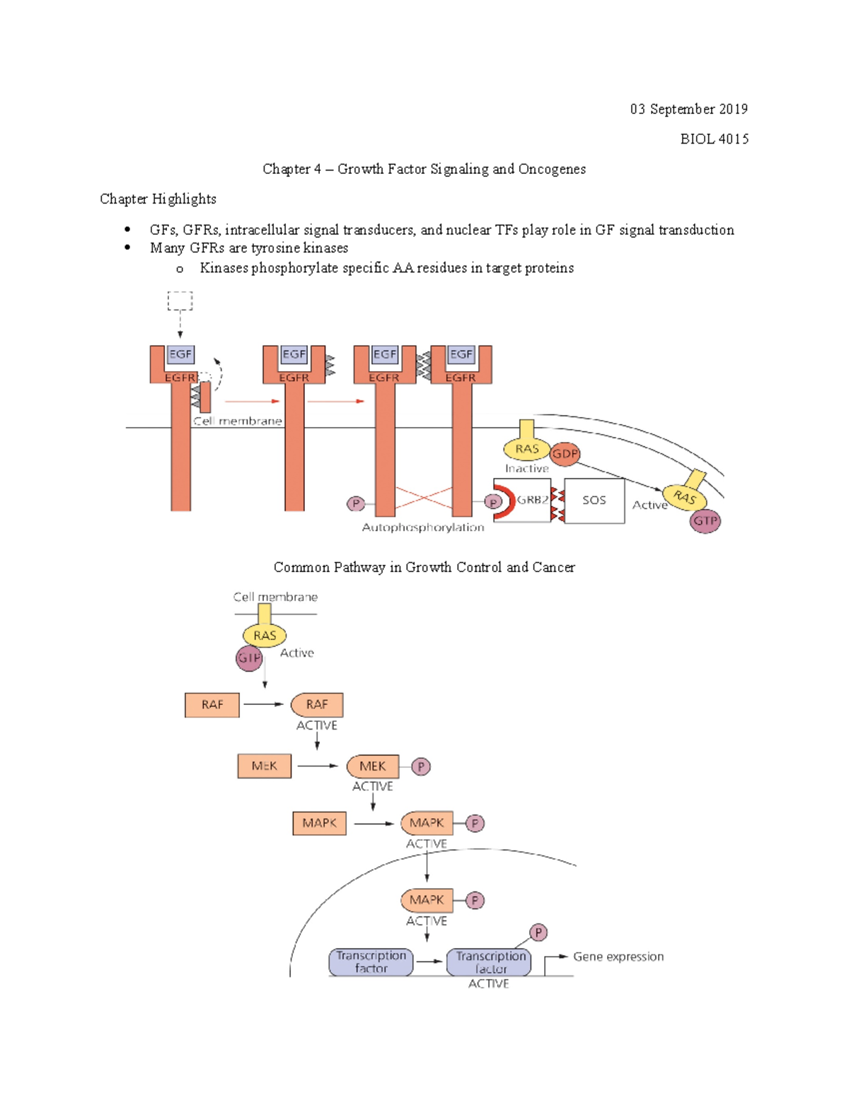03 September - Chapter 4 – Growth Factor Signaling and Oncogenes - 03 ...