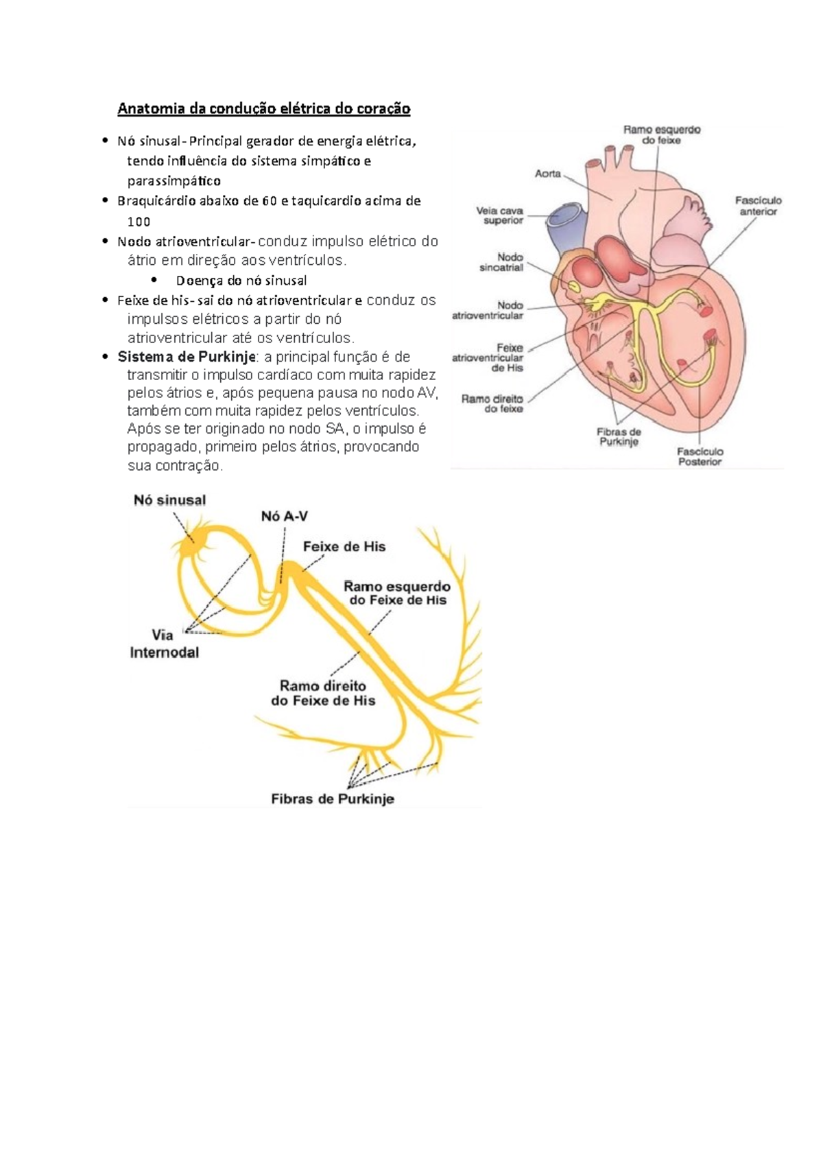 Fisiologia Do Sistema De Condução Elétrica Normal Do Coração. - RETOEDU