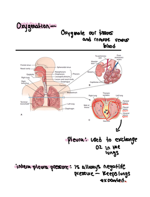 The Nursing Process- Week 2 - The Nursing Process 5 Step process Gebbie ...