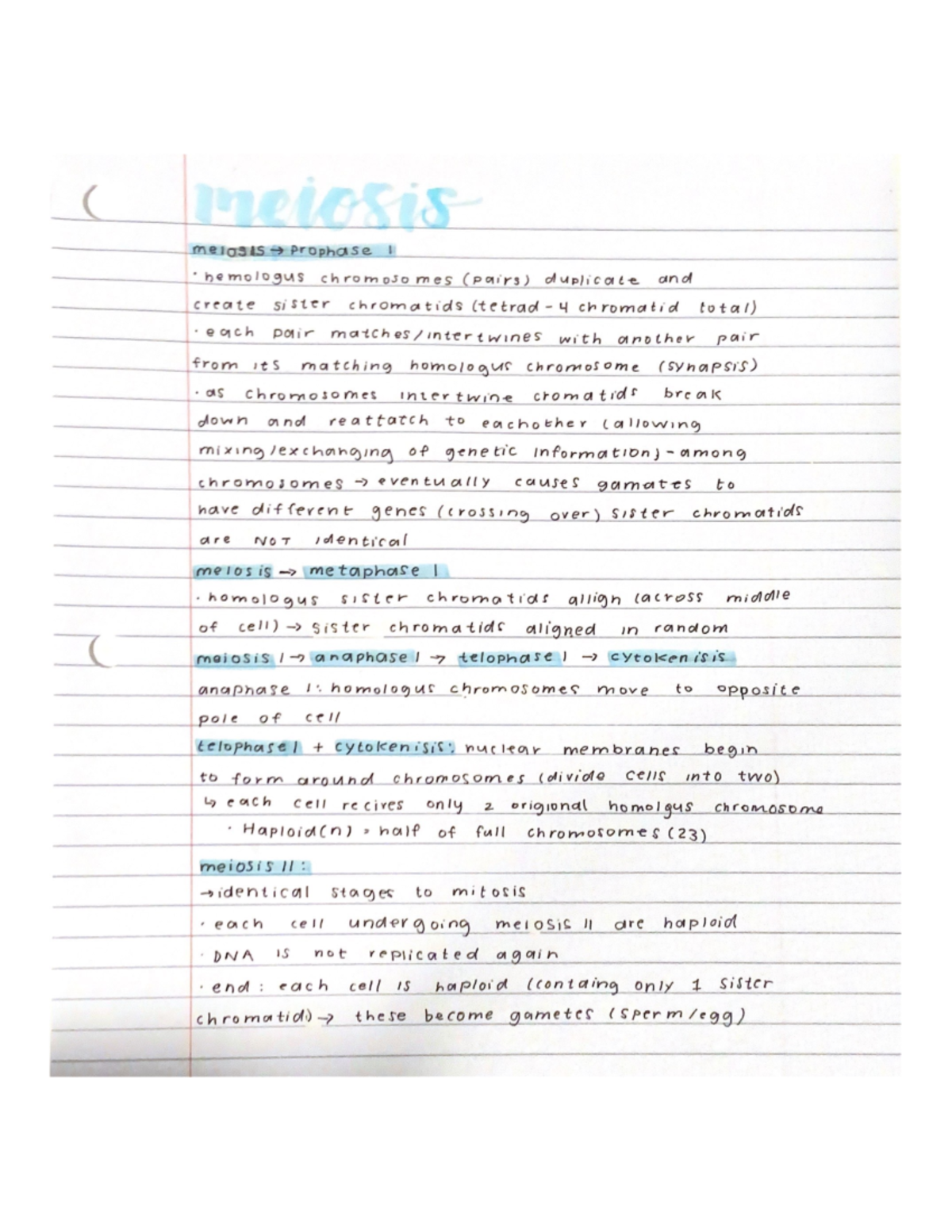 Meiosis (bio notes) - Studocu