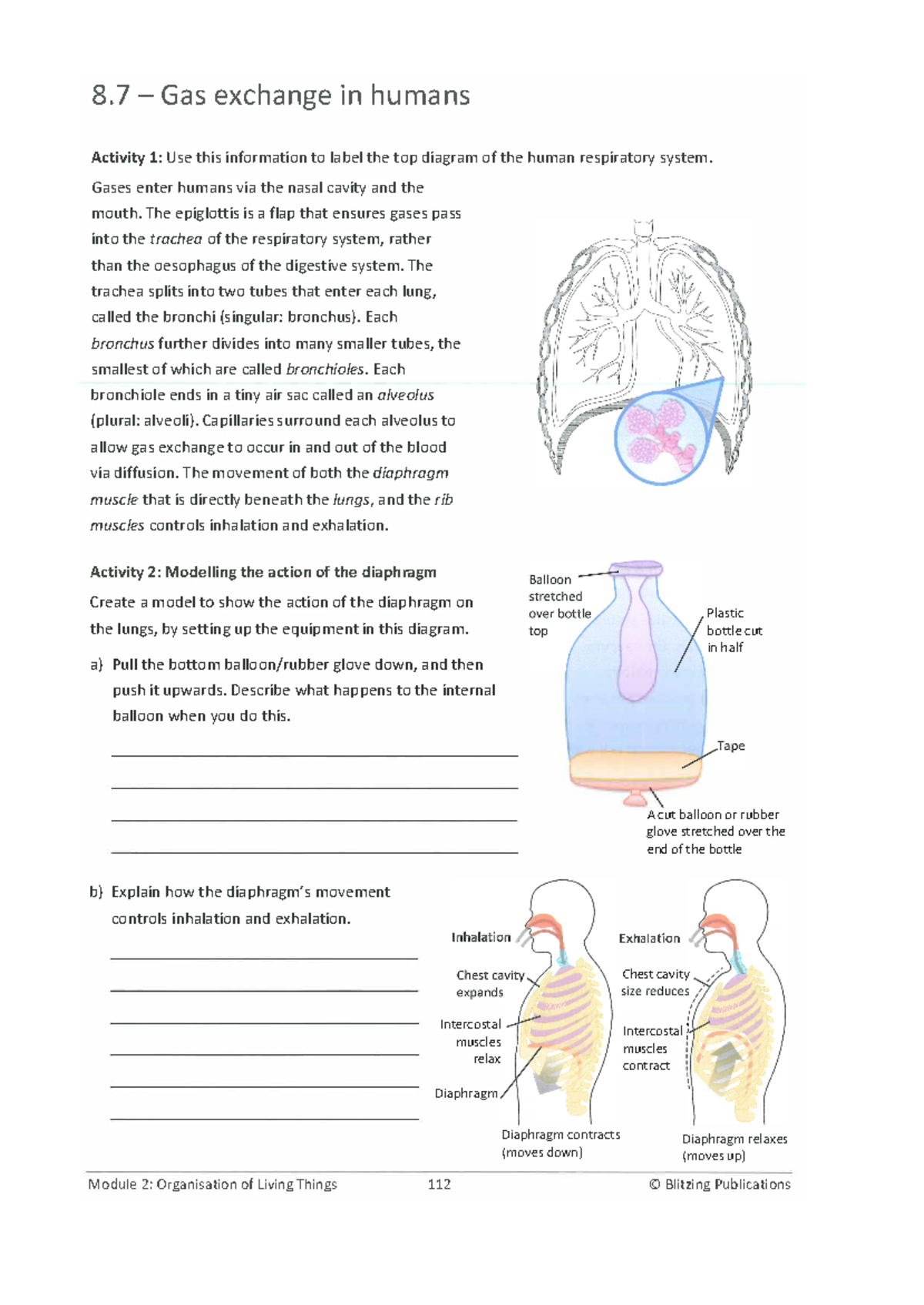8.7 - Gas exchange in humans - 8 - Gas exchange in humans Activity 1 ...