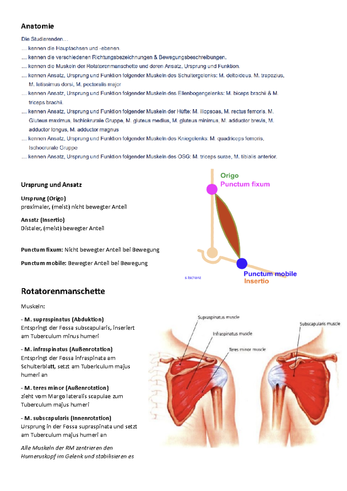 Lernzettel Sportanatomie - Anatomie Ursprung und Ansatz Ursprung (Origo ...