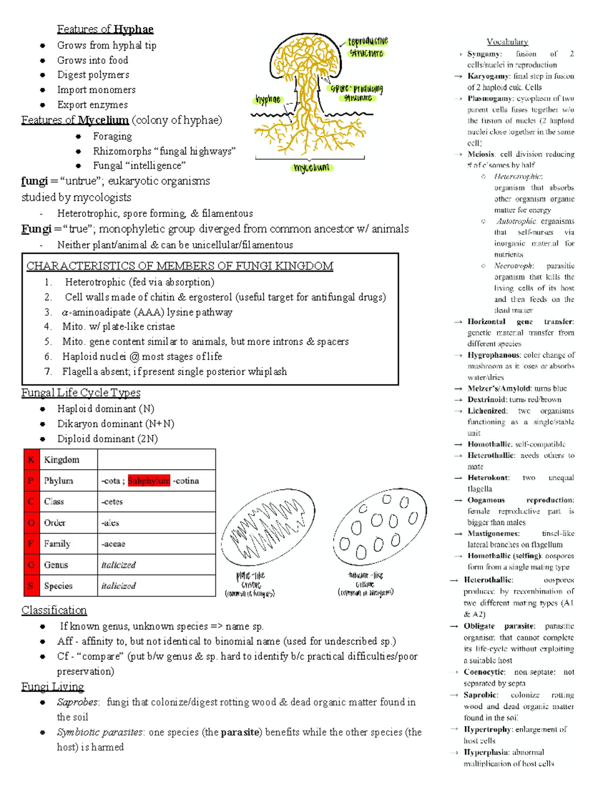 Study Guide - midterm 1 - Features of Hyphae Grows from hyphal tip ...