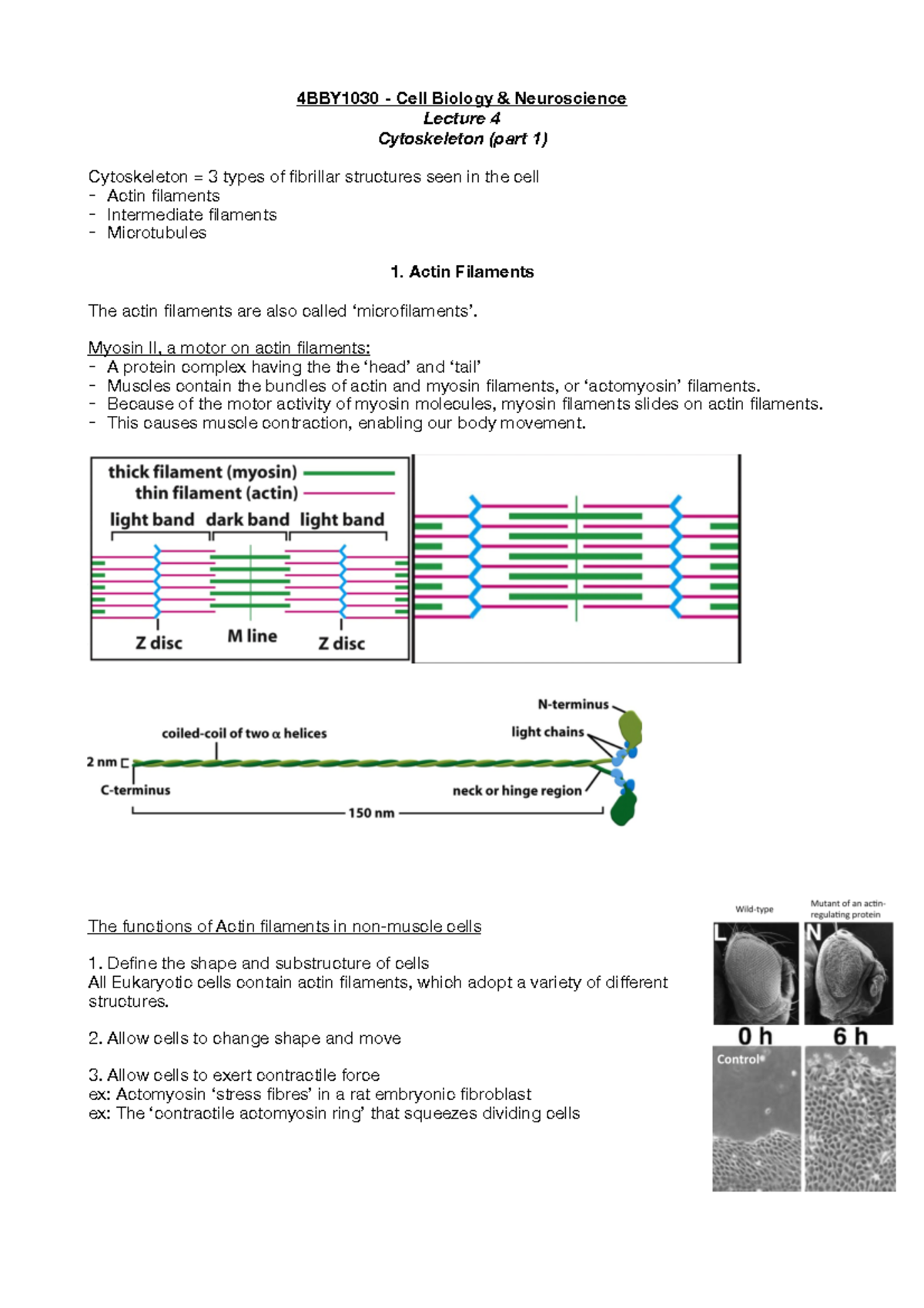 4BBY1030 - Cytoskeleton - 4BBY1030 - Cell Biology & Neuroscience ...