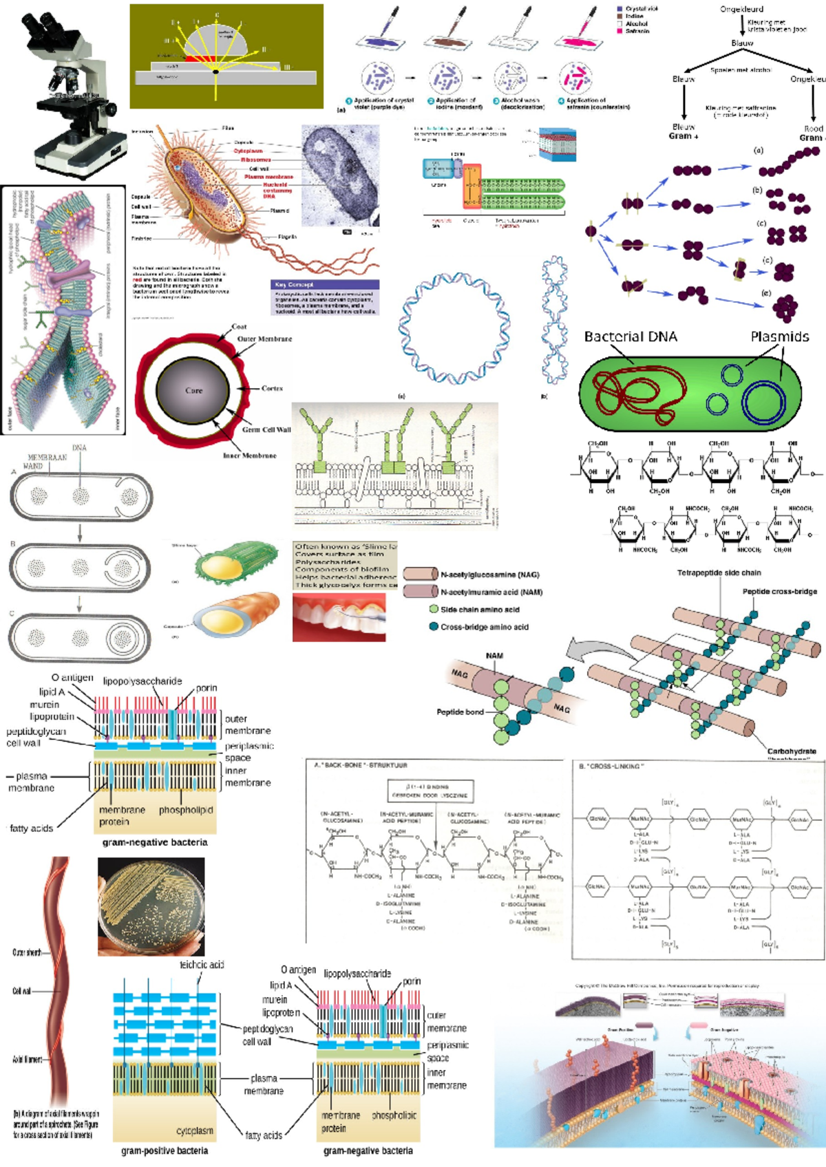 Microbiologie examen foto's - organisme energiebron oxidans eindproduct Hydrogenomonas ...