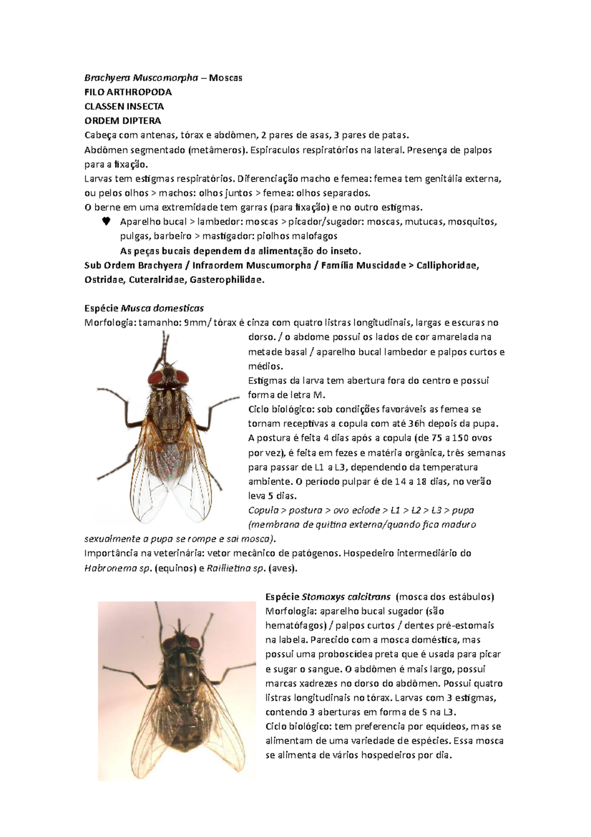 Moscas importantes na parasitologia - Brachyera Muscomorpha – Moscas ...