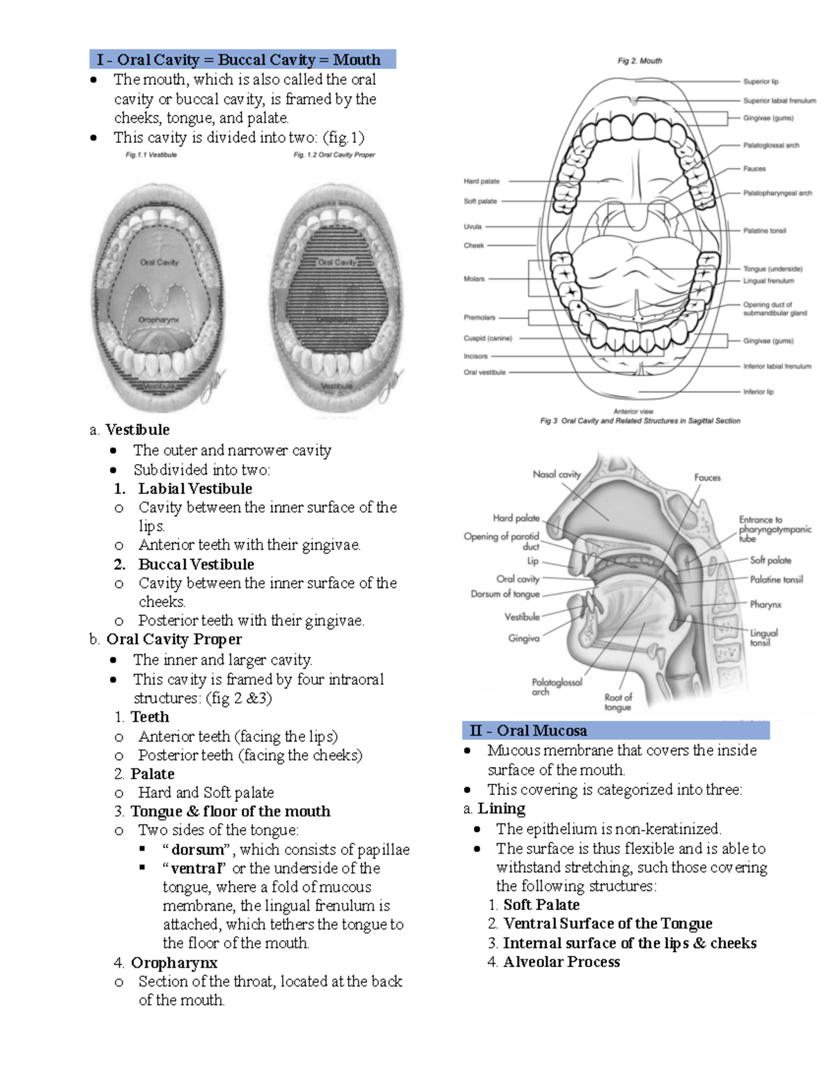 Oral Anatomy P 1 - OralAna Reviewer - I - Oral Cavity = Buccal Cavity ...