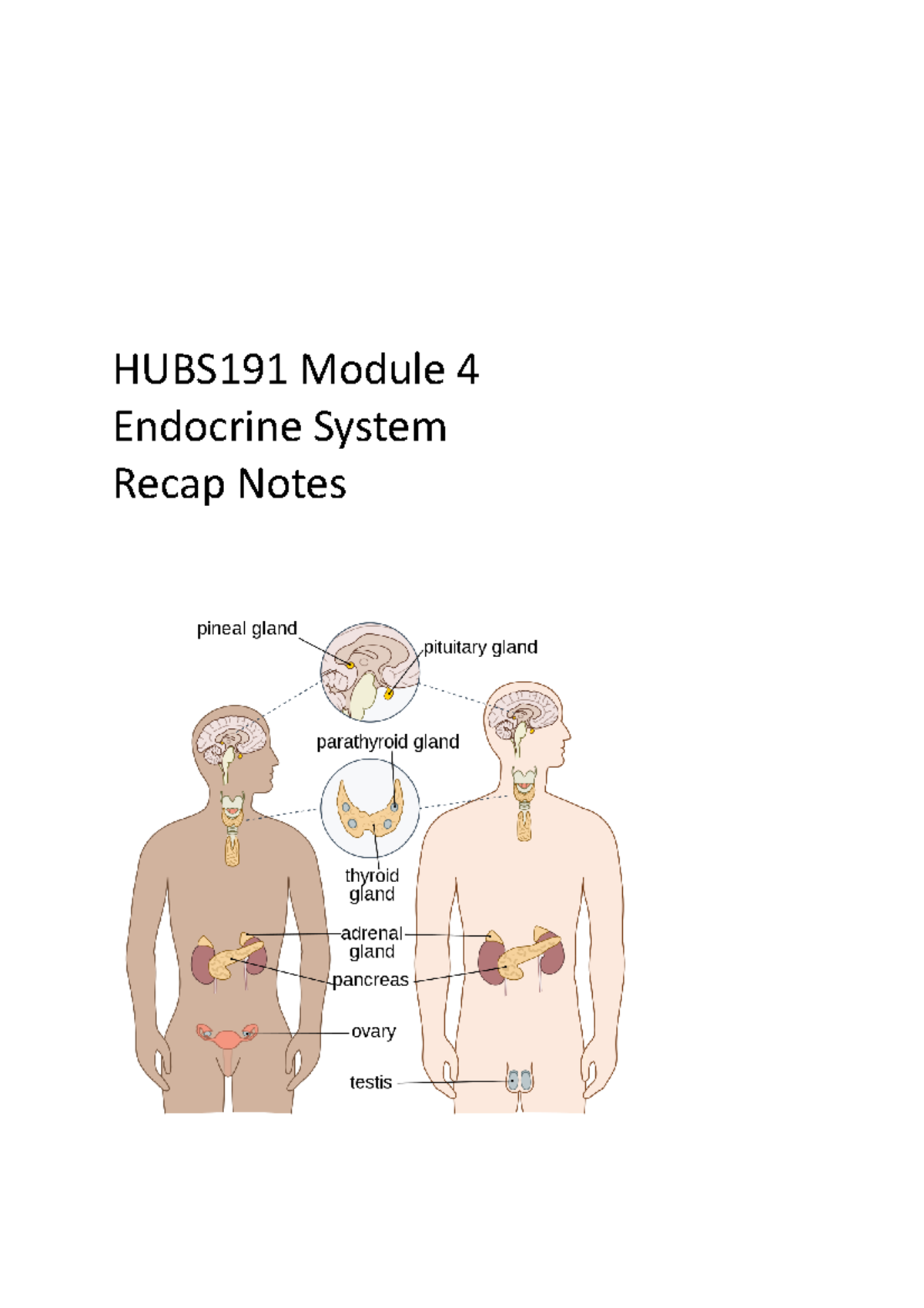 HUBS191 Module 4 - Human Body Systems 1 - University of Otago - Studocu