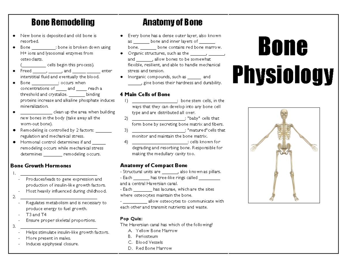 Bone Pysiology Brochure - Bone Remodeling Anatomy of Bone ï New bone is ...