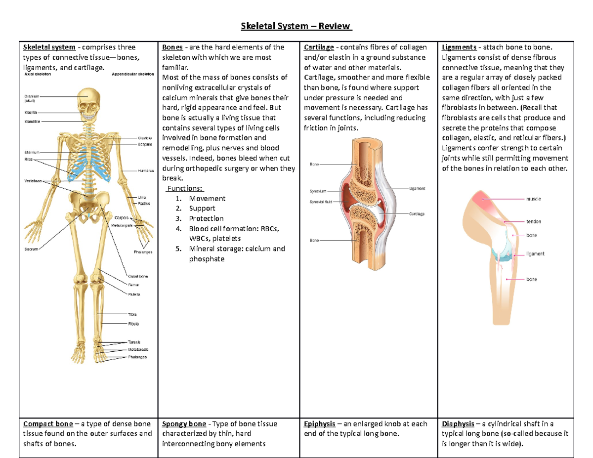 Skeletal System Notes - Skeletal System – Review Skeletal system ...