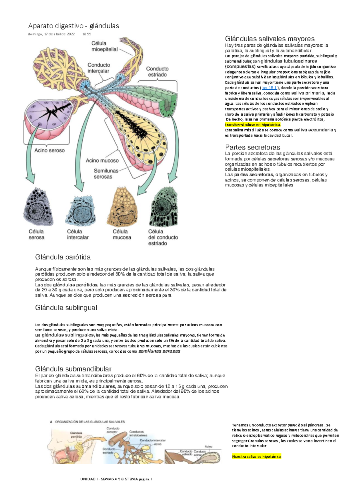 Aparato digestivo - glándulas - Glándulas salivales mayores Hay tres ...