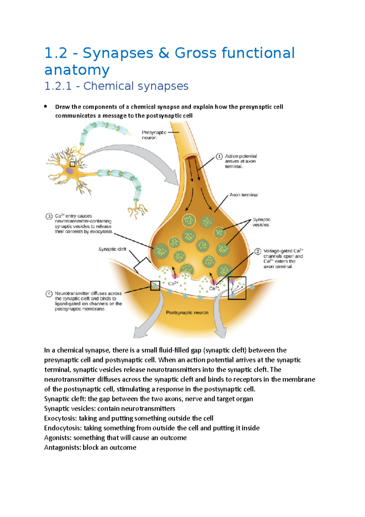 1.2 - Synapses & Gross functional anatomy - 1 - Synapses & Gross ...