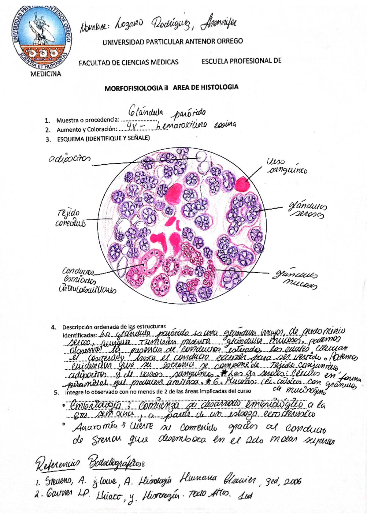 glándula parótida - Histología humana - Studocu