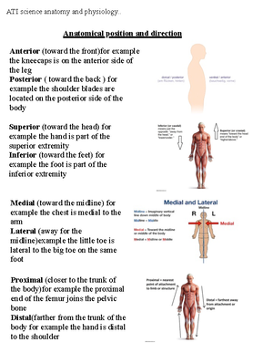 anatomy practice guide - Anatomical position and direction Anterior ...