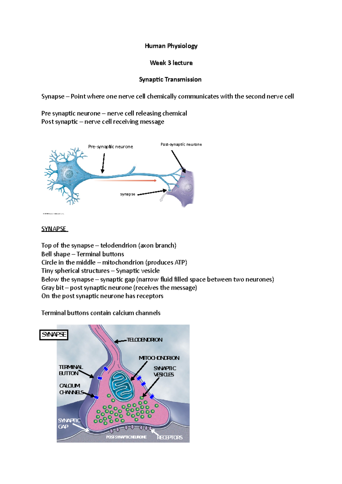 Synaptic transmission and neuromuscular junction - Human Physiology ...